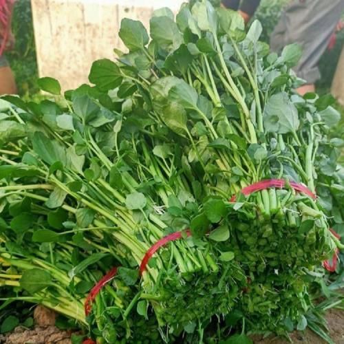 西洋菜什么时候当季_西洋菜最佳采摘月份-第2张图片-山城妙识 西洋菜什么时候当季_西洋菜最佳采摘月份-第2张图片-山城妙识