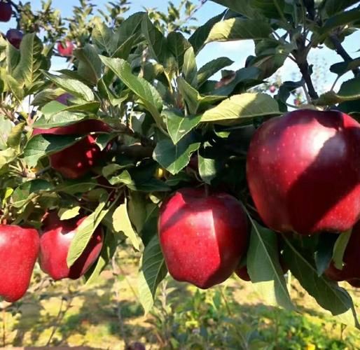 蛇果为什么叫蛇果_蛇果名称由来-第3张图片-山城妙识 蛇果为什么叫蛇果_蛇果名称由来-第3张图片-山城妙识