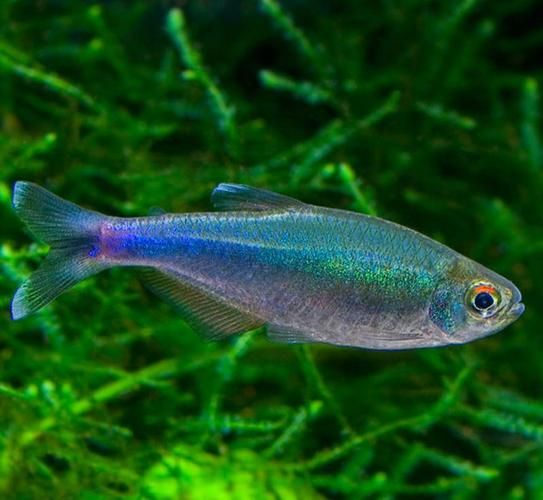 灯笼鱼图片大全大图_灯笼鱼为什么发光-第3张图片-山城妙识 灯笼鱼图片大全大图_灯笼鱼为什么发光-第3张图片-山城妙识