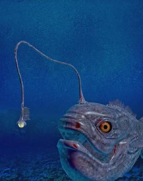 灯笼鱼图片大全大图_灯笼鱼为什么发光-第1张图片-山城妙识 灯笼鱼图片大全大图_灯笼鱼为什么发光-第1张图片-山城妙识