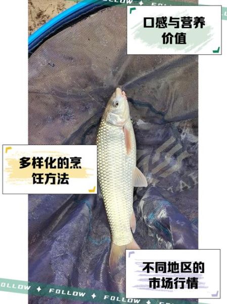 野生鲮鱼图片_如何辨别真假-第1张图片-山城妙识 野生鲮鱼图片_如何辨别真假-第1张图片-山城妙识