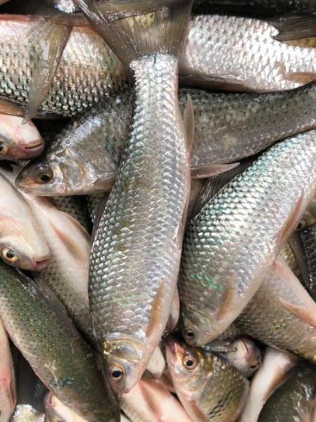 野生鲮鱼图片_如何辨别真假-第3张图片-山城妙识 野生鲮鱼图片_如何辨别真假-第3张图片-山城妙识