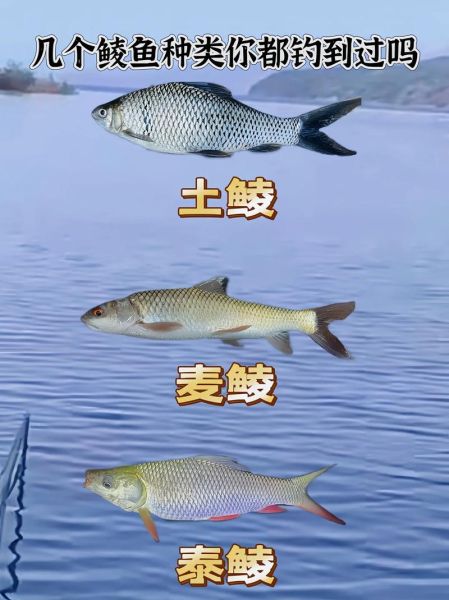 野生鲮鱼图片_如何辨别真假-第2张图片-山城妙识 野生鲮鱼图片_如何辨别真假-第2张图片-山城妙识