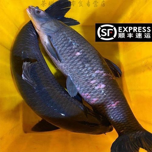 甘露青鱼怎么做好吃_甘露青鱼做法大全-第1张图片-山城妙识 甘露青鱼怎么做好吃_甘露青鱼做法大全-第1张图片-山城妙识