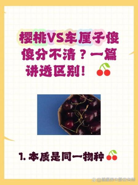 樱桃和车厘子有什么区别_哪个更贵-第1张图片-山城妙识 樱桃和车厘子有什么区别_哪个更贵-第1张图片-山城妙识