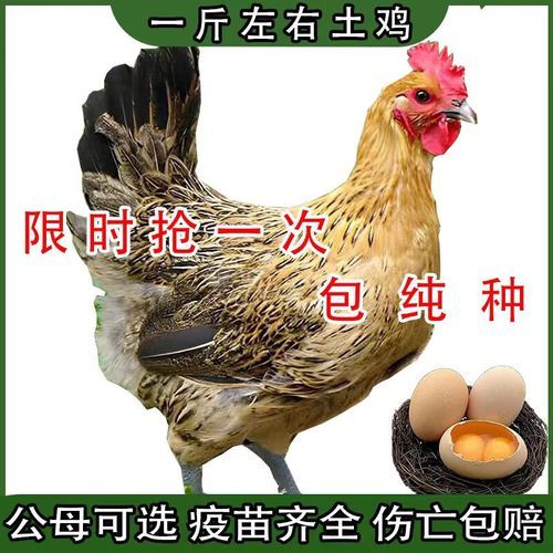 柴鸡价格多少钱一斤_柴鸡价格为何波动大-第3张图片-山城妙识 柴鸡价格多少钱一斤_柴鸡价格为何波动大-第3张图片-山城妙识