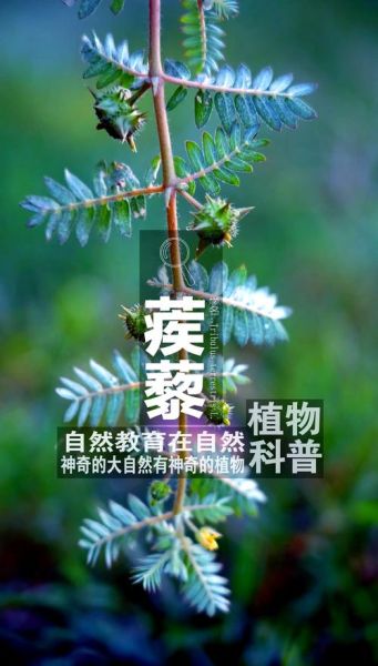 蒺藜的功效与作用_蒺藜能壮阳吗-第3张图片-山城妙识 蒺藜的功效与作用_蒺藜能壮阳吗-第3张图片-山城妙识