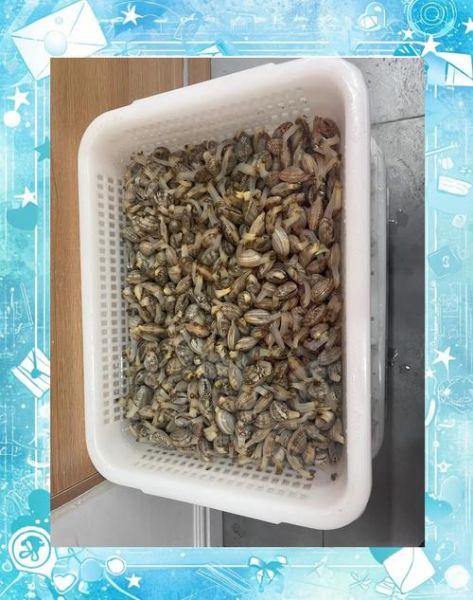 花甲吐沙干净了吗_怎么判断花甲吐沙结束-第2张图片-山城妙识 花甲吐沙干净了吗_怎么判断花甲吐沙结束-第2张图片-山城妙识