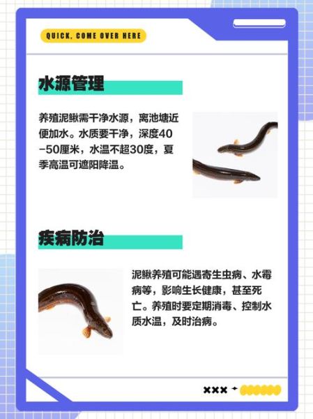 泥鳅养殖新技术_如何提高成活率-第1张图片-山城妙识 泥鳅养殖新技术_如何提高成活率-第1张图片-山城妙识