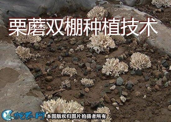 蘑菇种植技术哪里学_零基础怎么学-第3张图片-山城妙识 蘑菇种植技术哪里学_零基础怎么学-第3张图片-山城妙识
