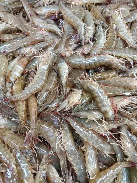 活虾现在多少钱一斤_今日活虾价格走势-第2张图片-山城妙识 活虾现在多少钱一斤_今日活虾价格走势-第2张图片-山城妙识