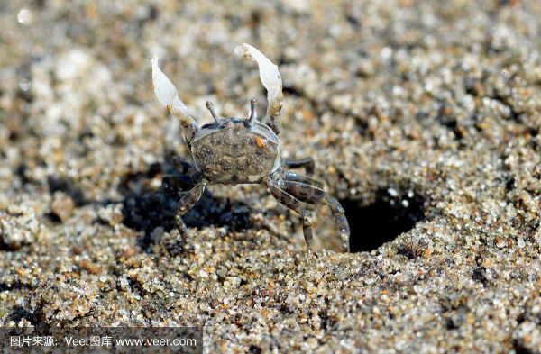 幽灵蟹怎么养_幽灵蟹吃什么-第3张图片-山城妙识 幽灵蟹怎么养_幽灵蟹吃什么-第3张图片-山城妙识