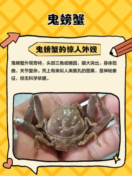 幽灵蟹怎么养_幽灵蟹吃什么-第1张图片-山城妙识 幽灵蟹怎么养_幽灵蟹吃什么-第1张图片-山城妙识