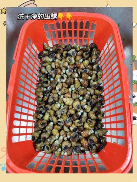 小田螺怎么清洗_小田螺怎么炒好吃-第1张图片-山城妙识 小田螺怎么清洗_小田螺怎么炒好吃-第1张图片-山城妙识