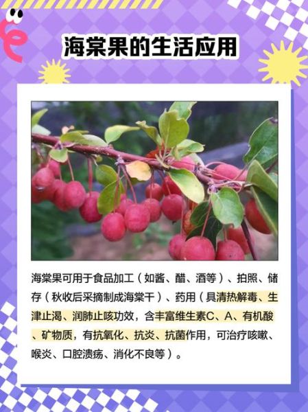 海棠树结果子能吃吗_海棠果成熟时间-第3张图片-山城妙识 海棠树结果子能吃吗_海棠果成熟时间-第3张图片-山城妙识