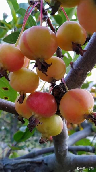 海棠树结果子能吃吗_海棠果成熟时间-第1张图片-山城妙识 海棠树结果子能吃吗_海棠果成熟时间-第1张图片-山城妙识