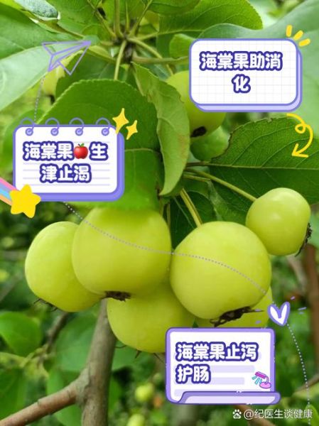 海棠树结果子能吃吗_海棠果成熟时间-第2张图片-山城妙识 海棠树结果子能吃吗_海棠果成熟时间-第2张图片-山城妙识