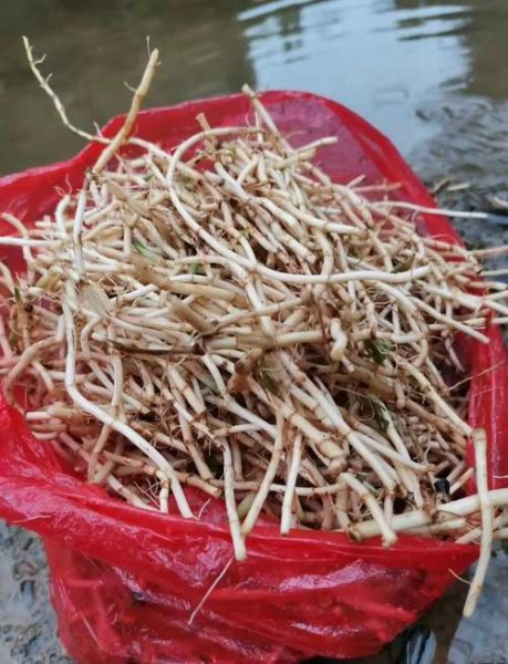 鱼腥草凉拌要开水烫吗_鱼腥草焯水几分钟最佳-第1张图片-山城妙识 鱼腥草凉拌要开水烫吗_鱼腥草焯水几分钟最佳-第1张图片-山城妙识