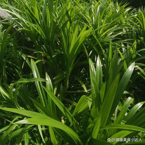 斑斓叶在中国叫什么_斑斓叶和香兰叶区别-第3张图片-山城妙识 斑斓叶在中国叫什么_斑斓叶和香兰叶区别-第3张图片-山城妙识