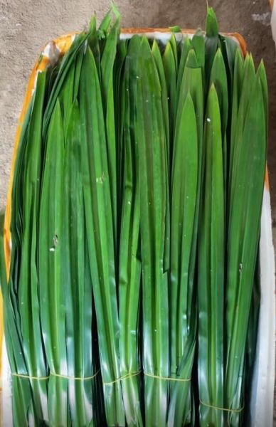 斑斓叶在中国叫什么_斑斓叶和香兰叶区别-第1张图片-山城妙识 斑斓叶在中国叫什么_斑斓叶和香兰叶区别-第1张图片-山城妙识