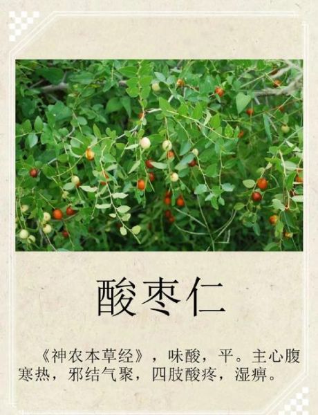 酸枣仁副作用很大_还能长期吃吗-第1张图片-山城妙识 酸枣仁副作用很大_还能长期吃吗-第1张图片-山城妙识