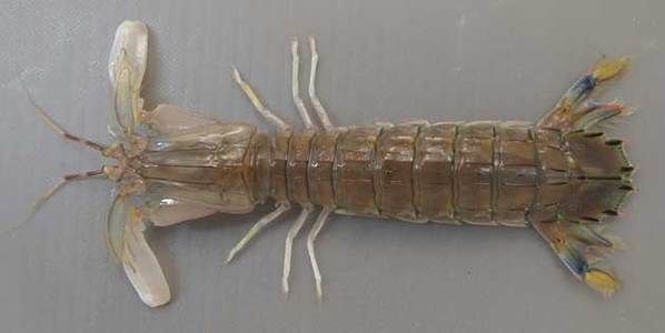 口虾蛄属于什么动物_口虾蛄和螳螂虾的区别-第1张图片-山城妙识 口虾蛄属于什么动物_口虾蛄和螳螂虾的区别-第1张图片-山城妙识