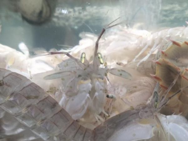 口虾蛄属于什么动物_口虾蛄和螳螂虾的区别-第3张图片-山城妙识 口虾蛄属于什么动物_口虾蛄和螳螂虾的区别-第3张图片-山城妙识