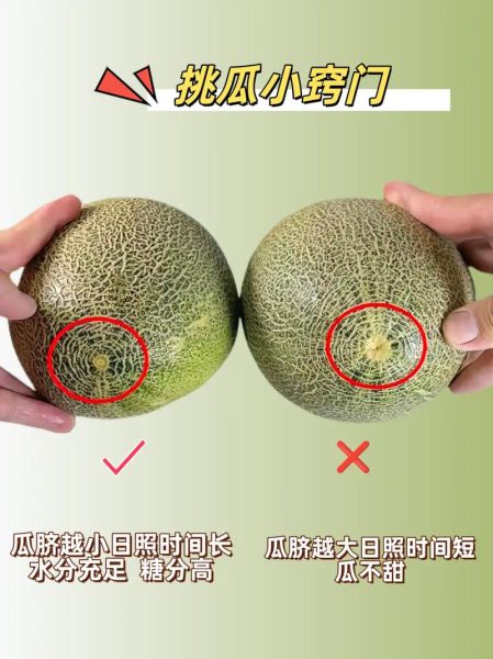 哈密瓜怎么挑_哈密瓜图片高清细节-第1张图片-山城妙识 哈密瓜怎么挑_哈密瓜图片高清细节-第1张图片-山城妙识