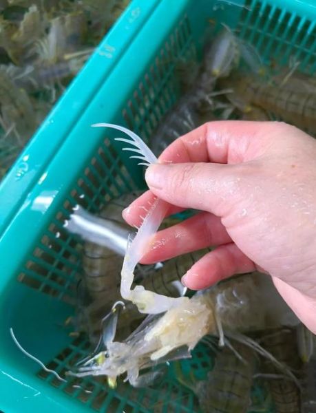 濑尿虾是什么虾_濑尿虾和皮皮虾区别-第1张图片-山城妙识 濑尿虾是什么虾_濑尿虾和皮皮虾区别-第1张图片-山城妙识