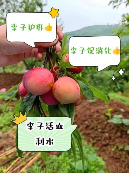 李子是凉性还是热性_李子吃多了会上火吗-第1张图片-山城妙识 李子是凉性还是热性_李子吃多了会上火吗-第1张图片-山城妙识