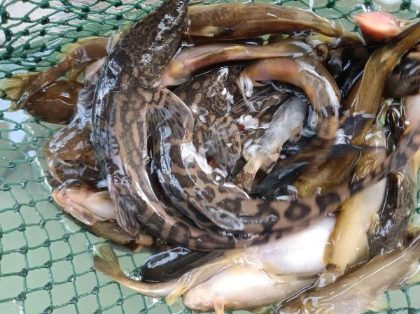 老虎鱼多少钱一斤_老虎鱼价格行情-第2张图片-山城妙识 老虎鱼多少钱一斤_老虎鱼价格行情-第2张图片-山城妙识