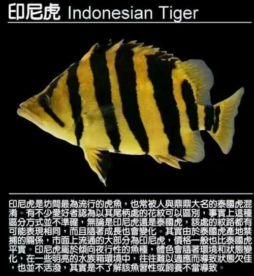 老虎鱼多少钱一斤_老虎鱼价格行情-第3张图片-山城妙识 老虎鱼多少钱一斤_老虎鱼价格行情-第3张图片-山城妙识