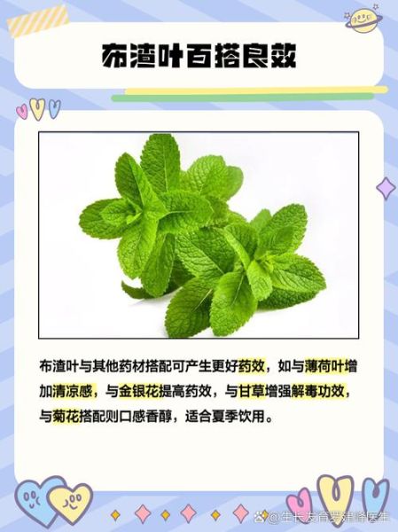 布渣叶的功效与作用_布渣叶可以长期喝吗-第3张图片-山城妙识 布渣叶的功效与作用_布渣叶可以长期喝吗-第3张图片-山城妙识