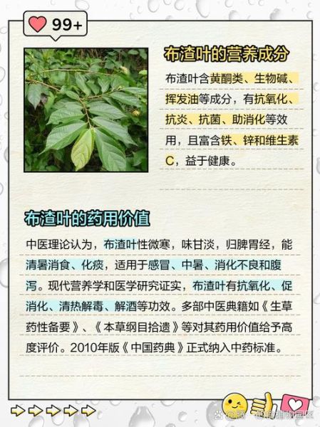 布渣叶的功效与作用_布渣叶可以长期喝吗-第1张图片-山城妙识 布渣叶的功效与作用_布渣叶可以长期喝吗-第1张图片-山城妙识