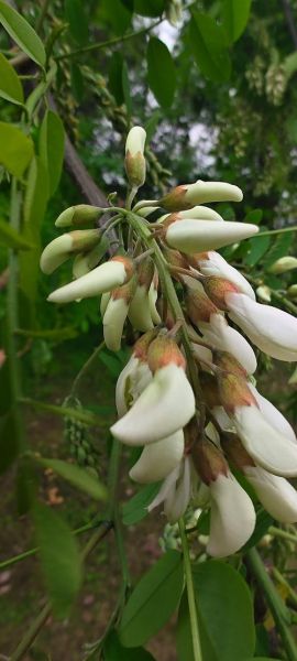 干洋槐花的功效与作用_干洋槐花怎么吃效果最好-第2张图片-山城妙识
