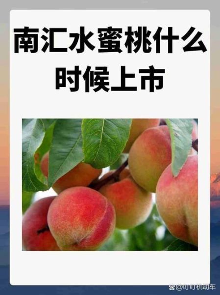 南汇水蜜桃多少钱一斤_南汇水蜜桃价格表2024-第3张图片-山城妙识
