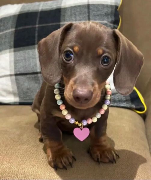 腊肠犬什么颜色最好_腊肠犬颜色价格排名-第1张图片-山城妙识 腊肠犬什么颜色最好_腊肠犬颜色价格排名-第1张图片-山城妙识