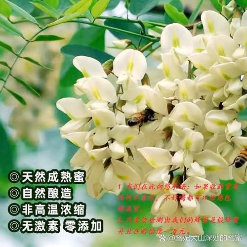 槐花蜜结晶吗_槐花蜜结晶后还能吃吗-第3张图片-山城妙识 槐花蜜结晶吗_槐花蜜结晶后还能吃吗-第3张图片-山城妙识