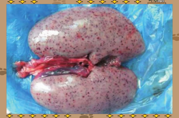 猪瘟的肉人吃了会怎样_感染风险有多大-第3张图片-山城妙识 猪瘟的肉人吃了会怎样_感染风险有多大-第3张图片-山城妙识