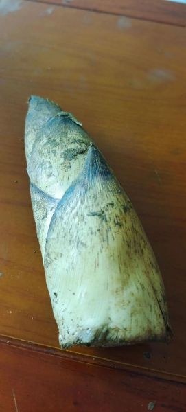 什么病不能吃竹笋_痛风患者能吃竹笋吗-第2张图片-山城妙识 什么病不能吃竹笋_痛风患者能吃竹笋吗-第2张图片-山城妙识