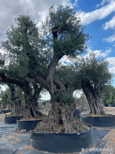 油橄榄种植条件_油橄榄几年结果-第1张图片-山城妙识 油橄榄种植条件_油橄榄几年结果-第1张图片-山城妙识