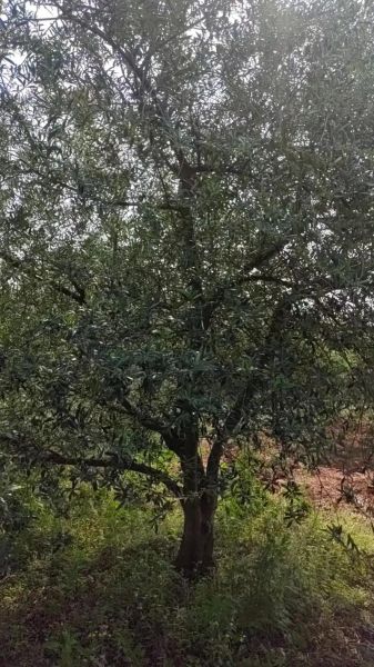 油橄榄种植条件_油橄榄几年结果-第3张图片-山城妙识 油橄榄种植条件_油橄榄几年结果-第3张图片-山城妙识