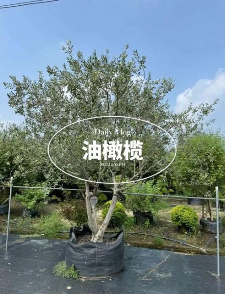 油橄榄种植条件_油橄榄几年结果-第2张图片-山城妙识 油橄榄种植条件_油橄榄几年结果-第2张图片-山城妙识