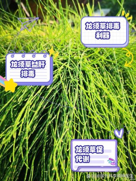 野生龙须菜怎么吃_野生龙须菜的功效与禁忌-第1张图片-山城妙识 野生龙须菜怎么吃_野生龙须菜的功效与禁忌-第1张图片-山城妙识