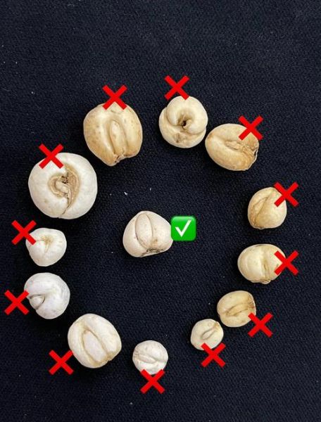 川贝母图片长什么样_如何辨别真假川贝母-第2张图片-山城妙识 川贝母图片长什么样_如何辨别真假川贝母-第2张图片-山城妙识