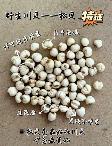 川贝母图片长什么样_如何辨别真假川贝母-第1张图片-山城妙识 川贝母图片长什么样_如何辨别真假川贝母-第1张图片-山城妙识