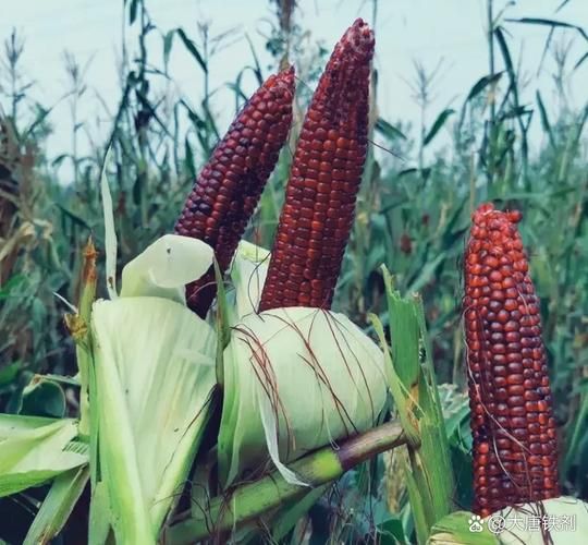 粟米是什么意思_粟米和玉米的区别-第2张图片-山城妙识 粟米是什么意思_粟米和玉米的区别-第2张图片-山城妙识