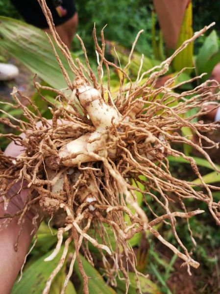 白芨价格2021最新价格_多少钱一斤-第1张图片-山城妙识 白芨价格2021最新价格_多少钱一斤-第1张图片-山城妙识