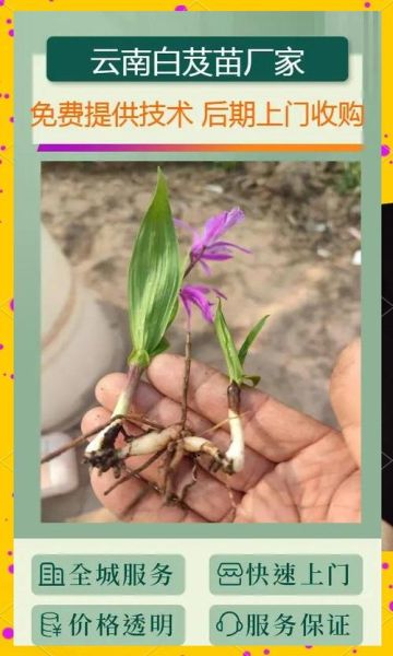 白芨价格2021最新价格_多少钱一斤-第2张图片-山城妙识 白芨价格2021最新价格_多少钱一斤-第2张图片-山城妙识