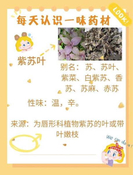 紫苏的功效与作用及副作用_紫苏叶泡水喝的禁忌-第3张图片-山城妙识 紫苏的功效与作用及副作用_紫苏叶泡水喝的禁忌-第3张图片-山城妙识